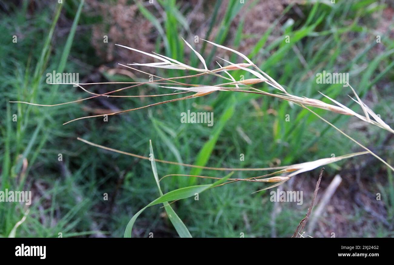 purple needlegrass (Nassella pulchra) Plantae Stock Photo - Alamy