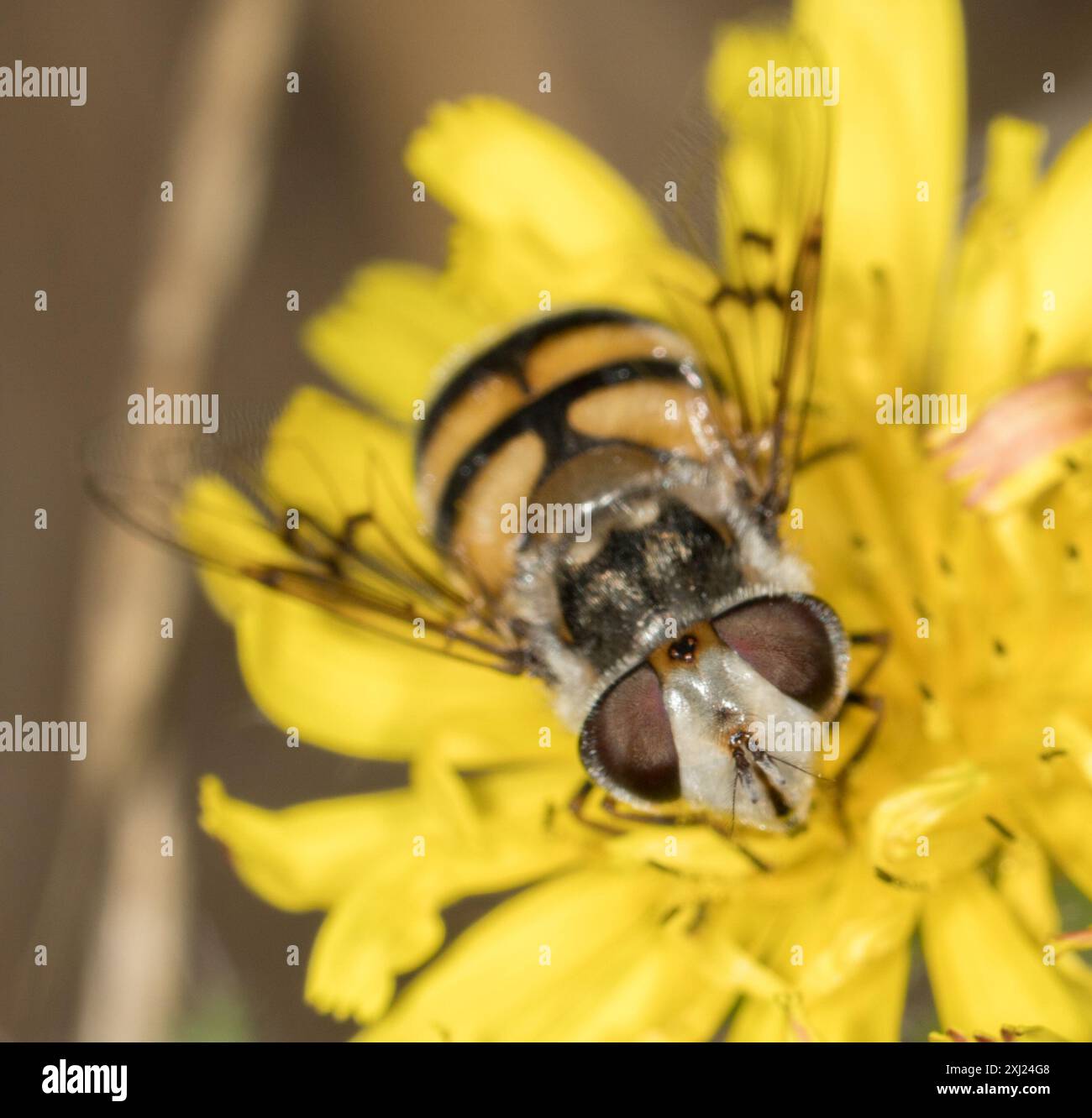 Yellow-spotted Bromeliad Fly (Copestylum avidum) Insecta Stock Photo ...
