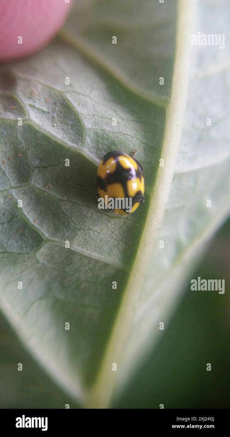 Fungus-eating ladybird (Illeis galbula) Insecta Stock Photo - Alamy