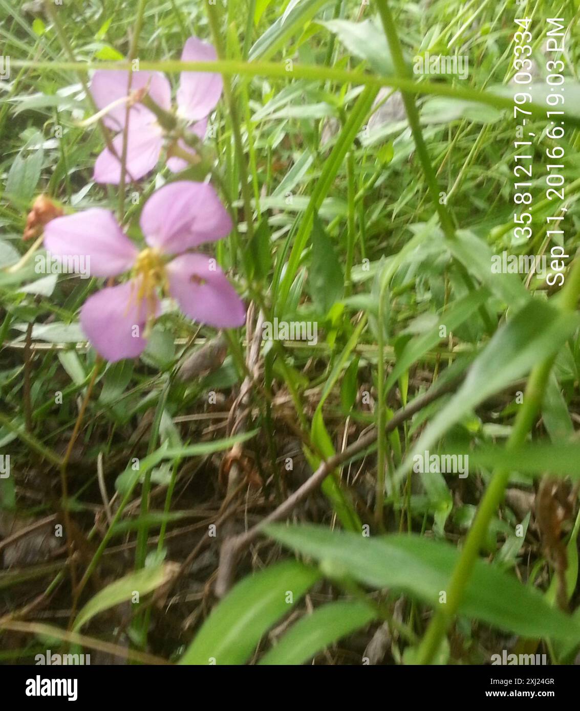 Meadowbeauties (Rhexia) Plantae Stock Photo - Alamy