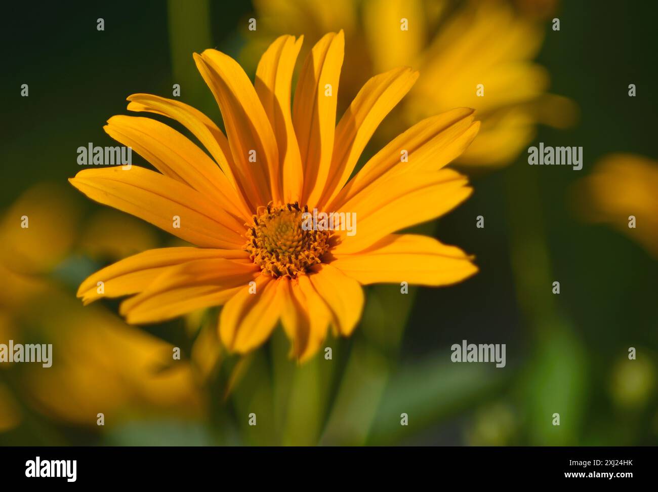 False Sunflower (Heliopsis helianthoides Stock Photo - Alamy