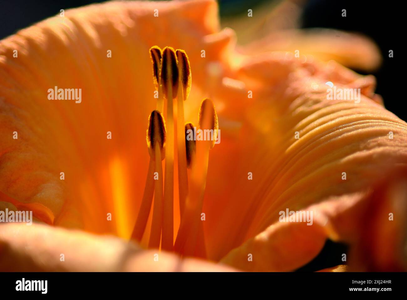 Peach daylily (Hemerocallis) with stamens facing the sun Stock Photo ...