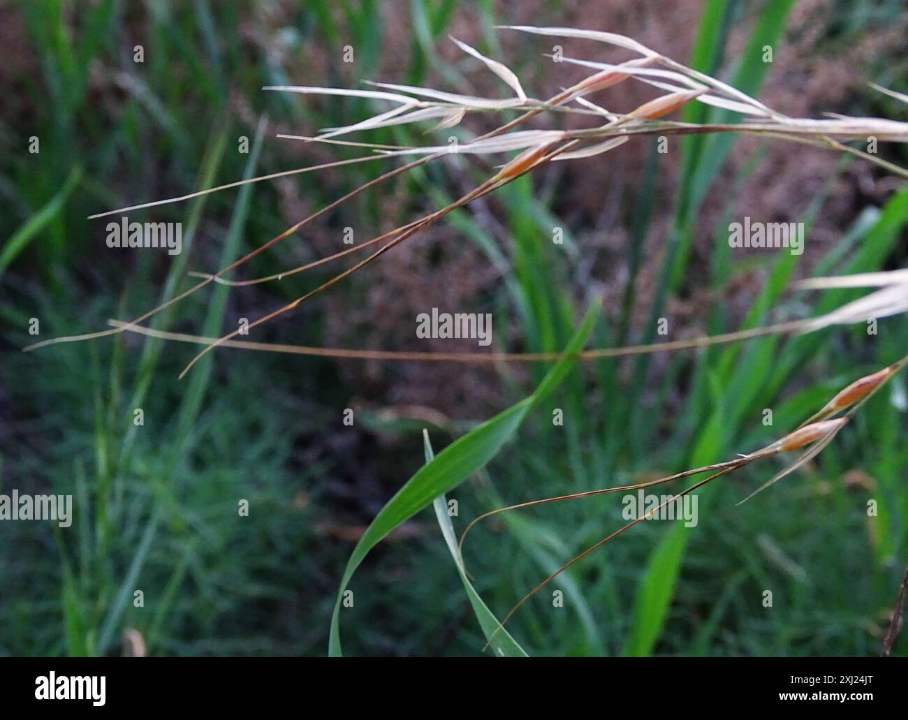 purple needlegrass (Nassella pulchra) Plantae Stock Photo - Alamy