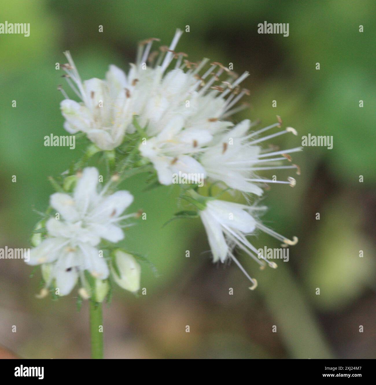 Virginia waterleaf (Hydrophyllum virginianum) Plantae Stock Photo - Alamy