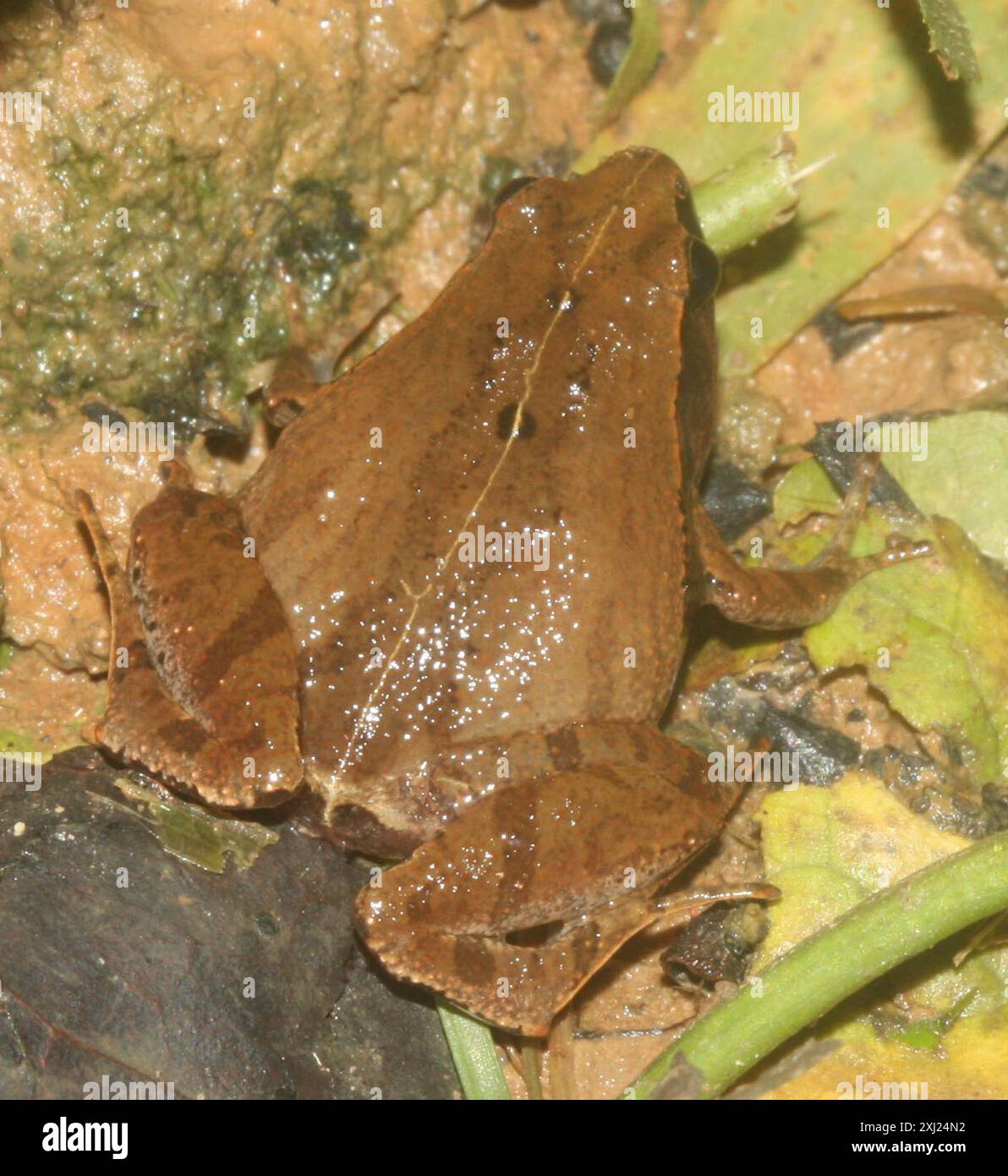 Rice Frogs (Microhyla) Amphibia Stock Photo - Alamy