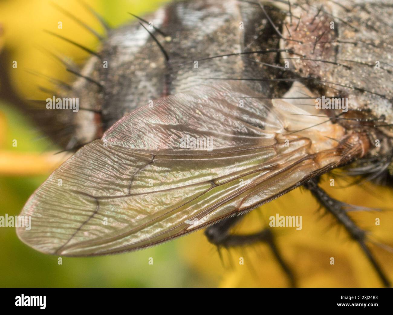 Bristle Flies (Tachinidae) Insecta Stock Photo - Alamy