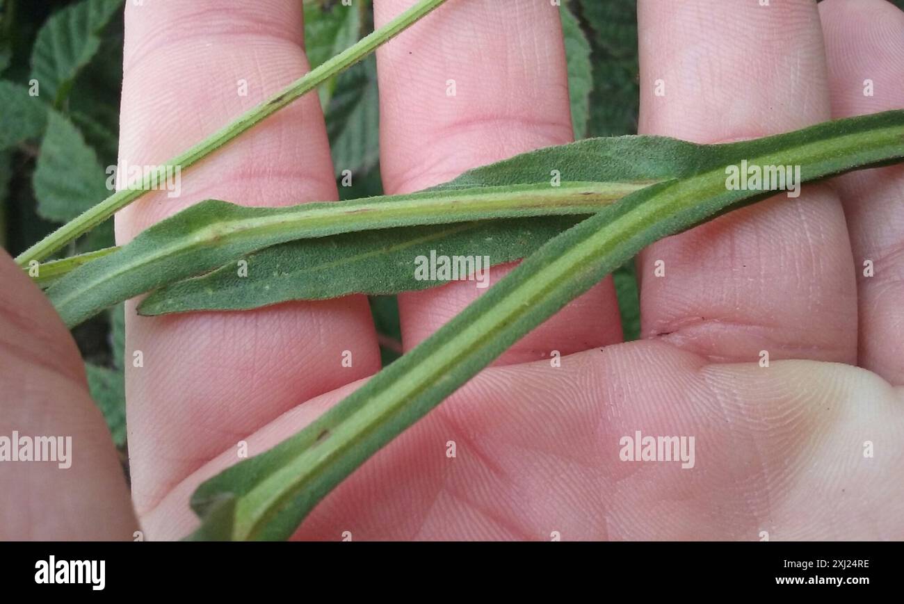 Rosilla (Helenium puberulum) Plantae Stock Photo - Alamy