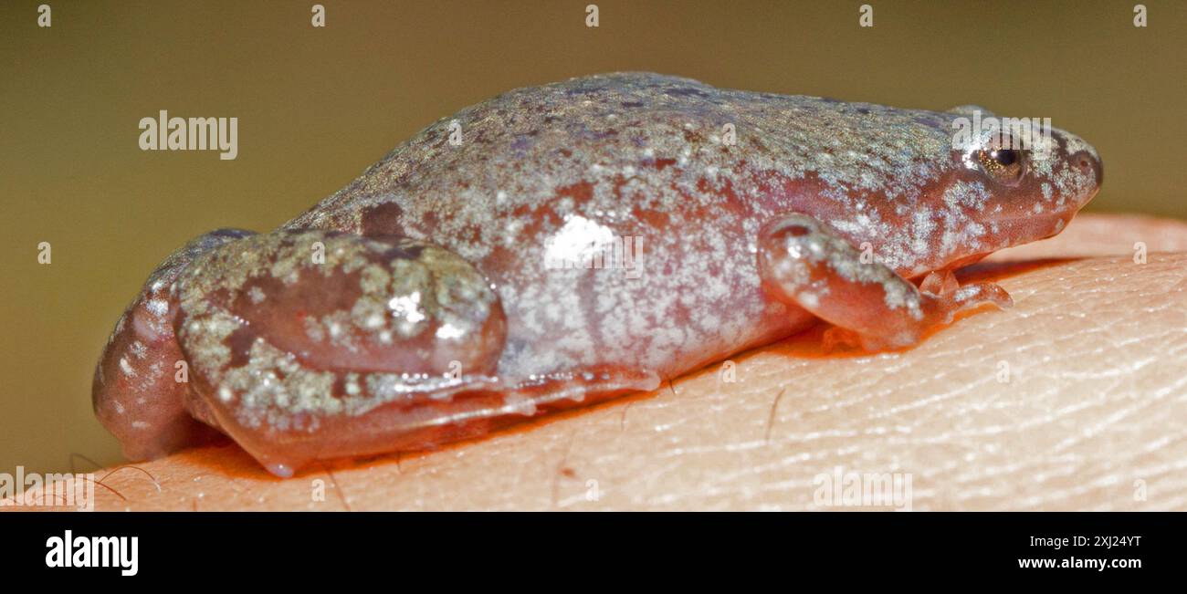 Eastern Narrow-mouthed Toad (Gastrophryne carolinensis) Amphibia Stock ...