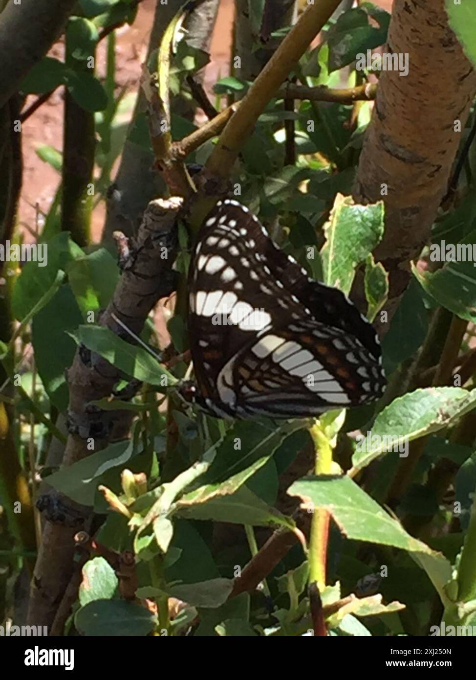 Weidemeyer's Admiral (Limenitis weidemeyerii) Insecta Stock Photo - Alamy