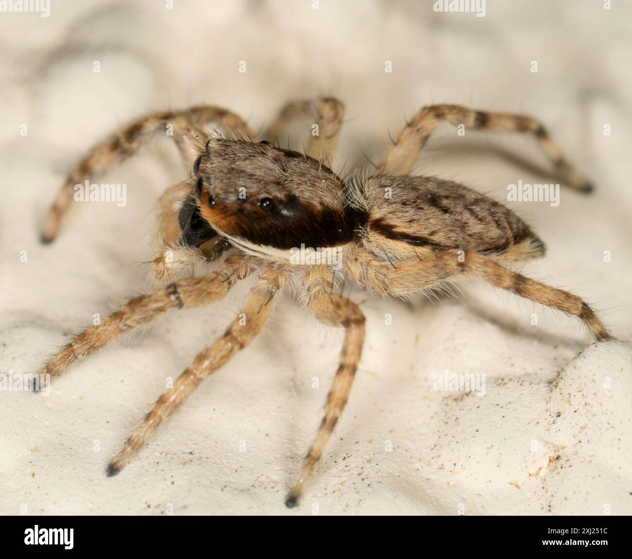 Gray Wall Jumping Spider (Menemerus bivittatus) Arachnida Stock Photo ...