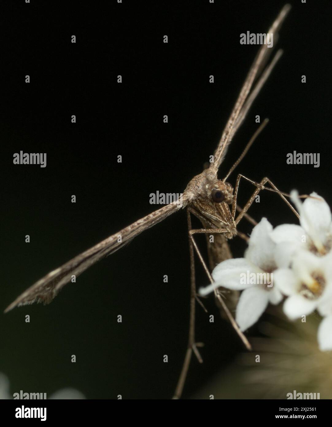 Snapdragon Plume Moth (Stenoptilodes antirrhina) Insecta Stock Photo ...