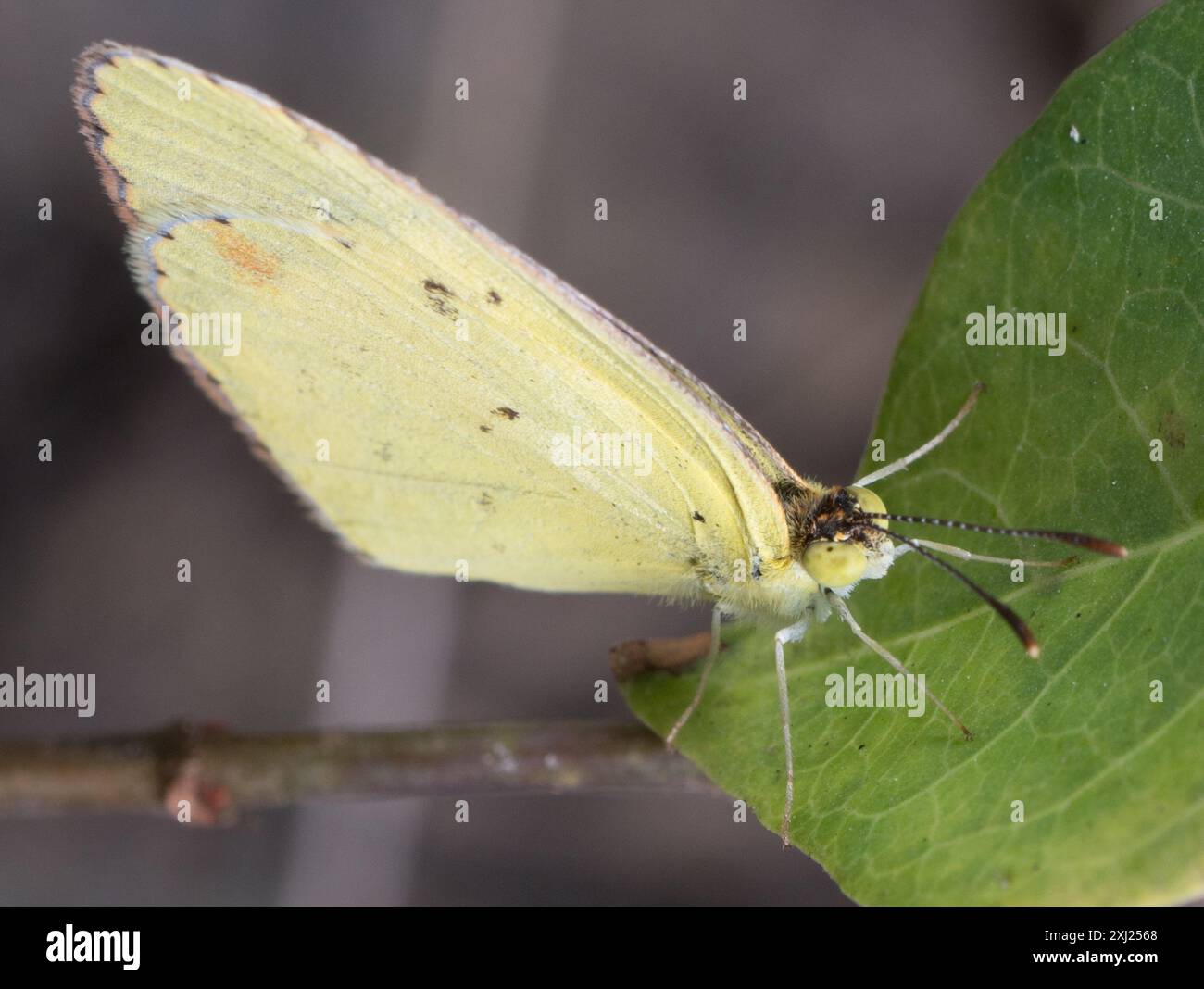 Little Yellow (Pyrisitia lisa) Insecta Stock Photo - Alamy