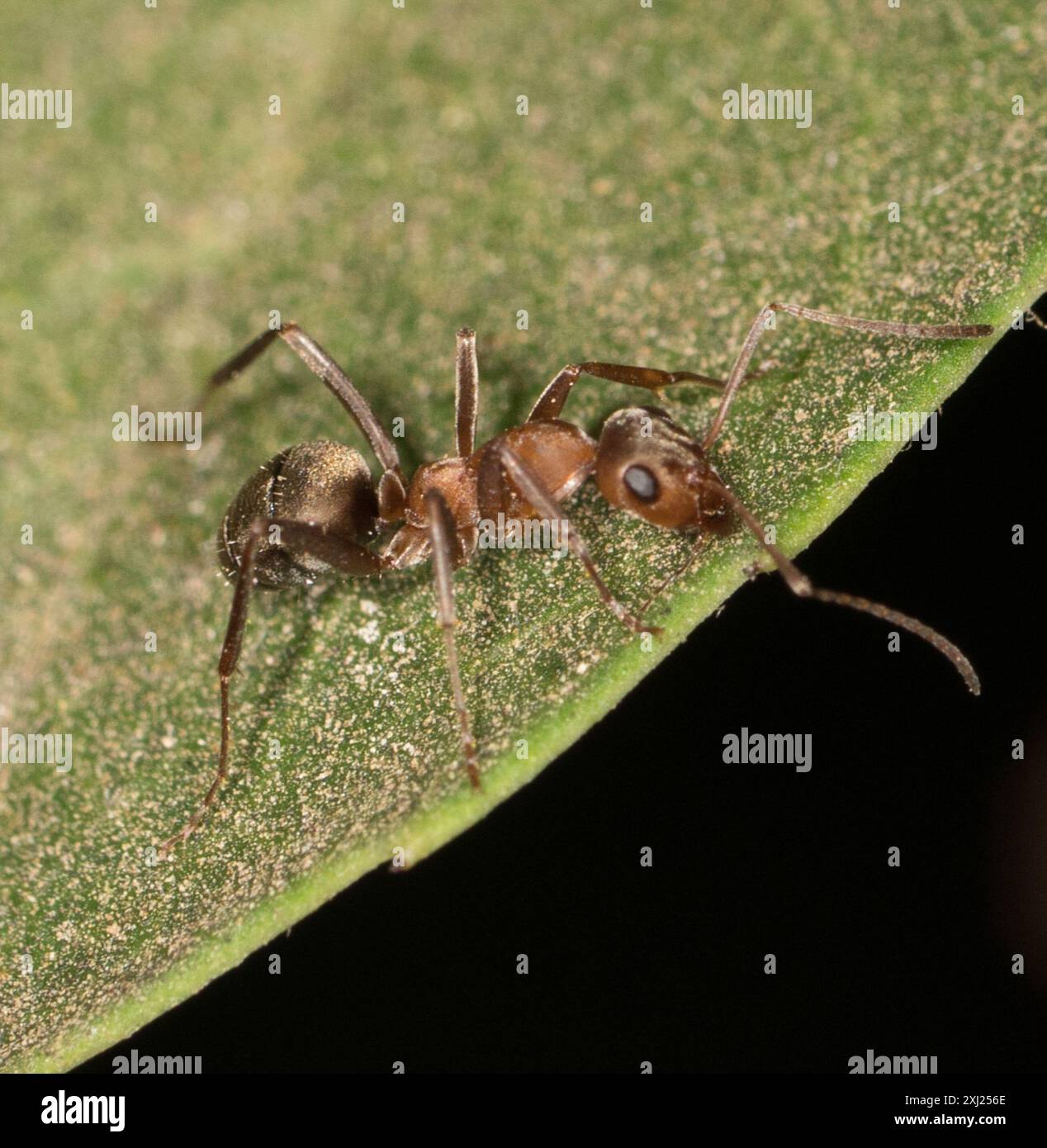 fusca-group Field Ants and Allies (Formica fusca) Insecta Stock Photo ...
