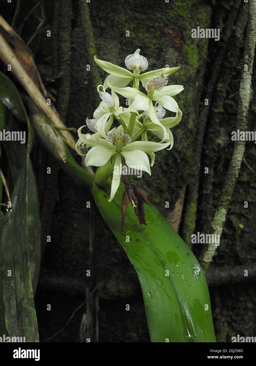 (Prosthechea fragrans) Plantae Stock Photo - Alamy