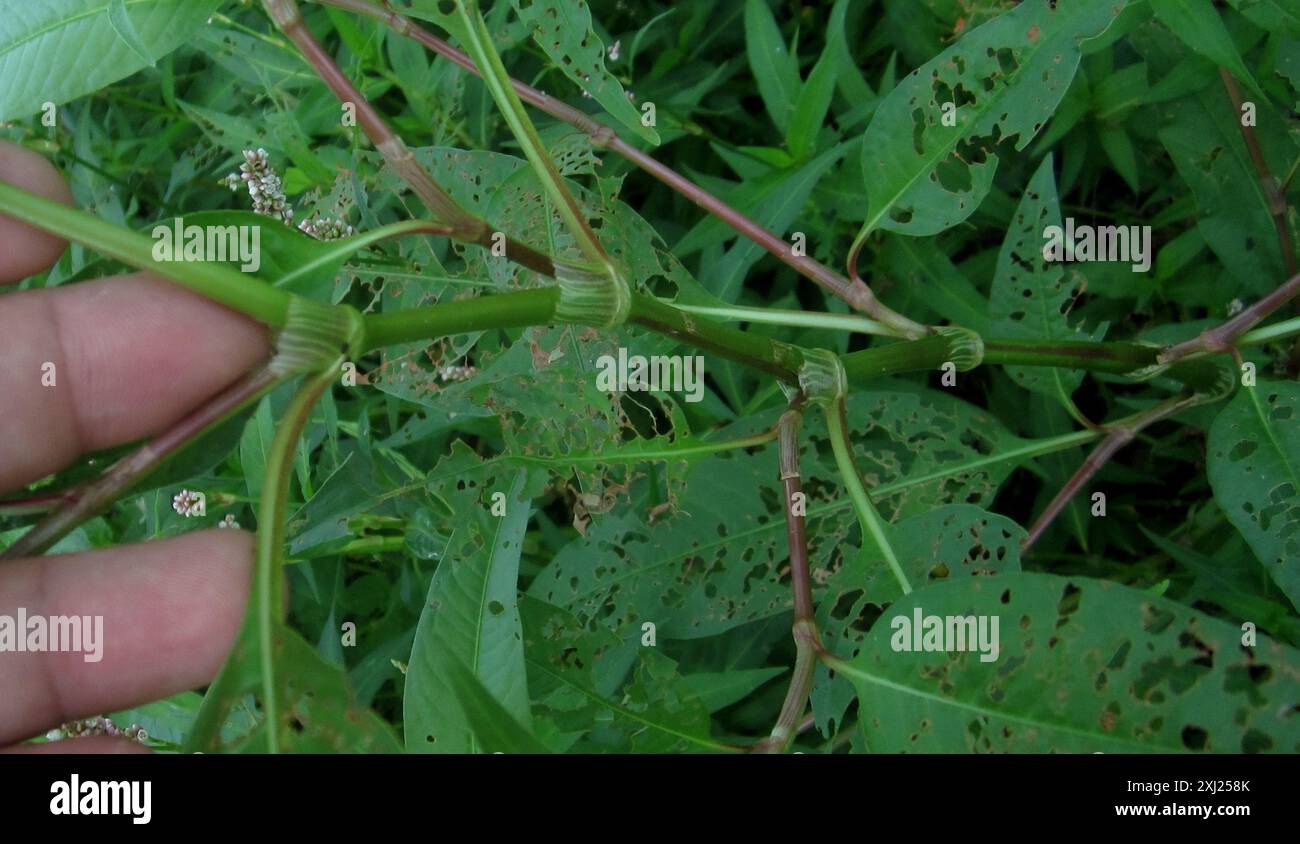 pale smartweed (Persicaria lapathifolia) Plantae Stock Photo - Alamy