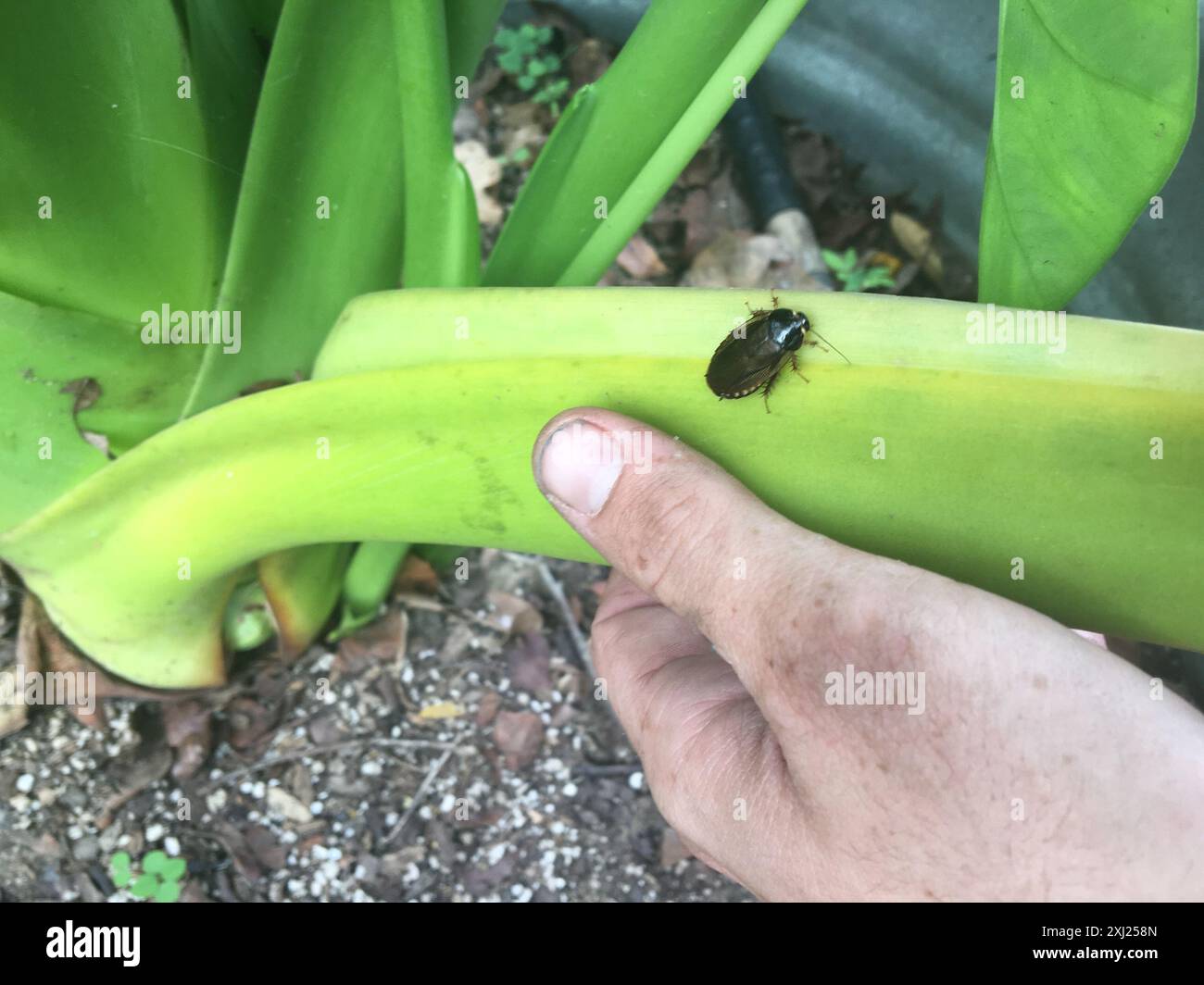 Surinam Cockroach (Pycnoscelus surinamensis) Insecta Stock Photo - Alamy