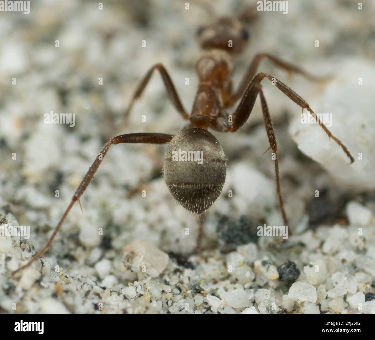 fusca-group Field Ants and Allies (Formica fusca) Insecta Stock Photo ...