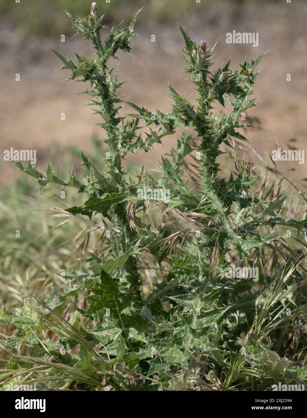 Italian thistle (Carduus pycnocephalus) Plantae Stock Photo - Alamy