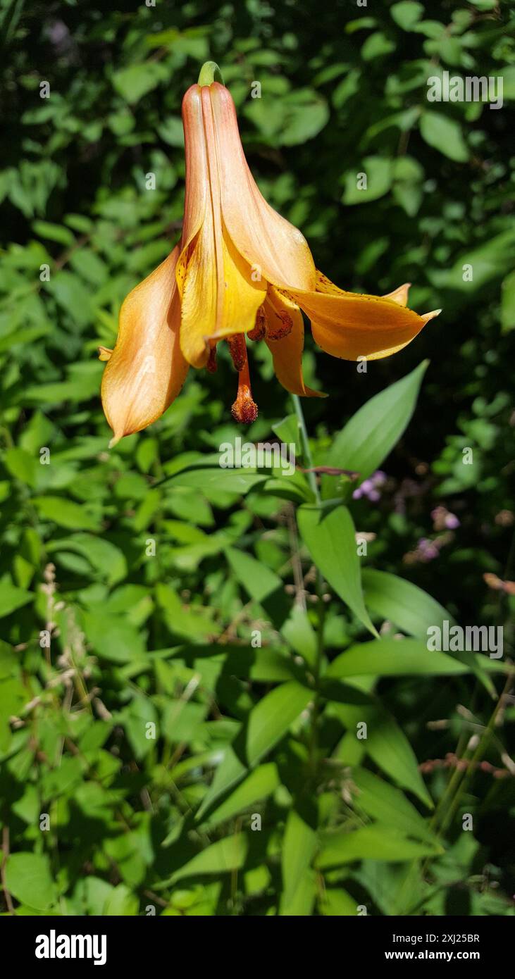Canada lily (Lilium canadense) Plantae Stock Photo - Alamy