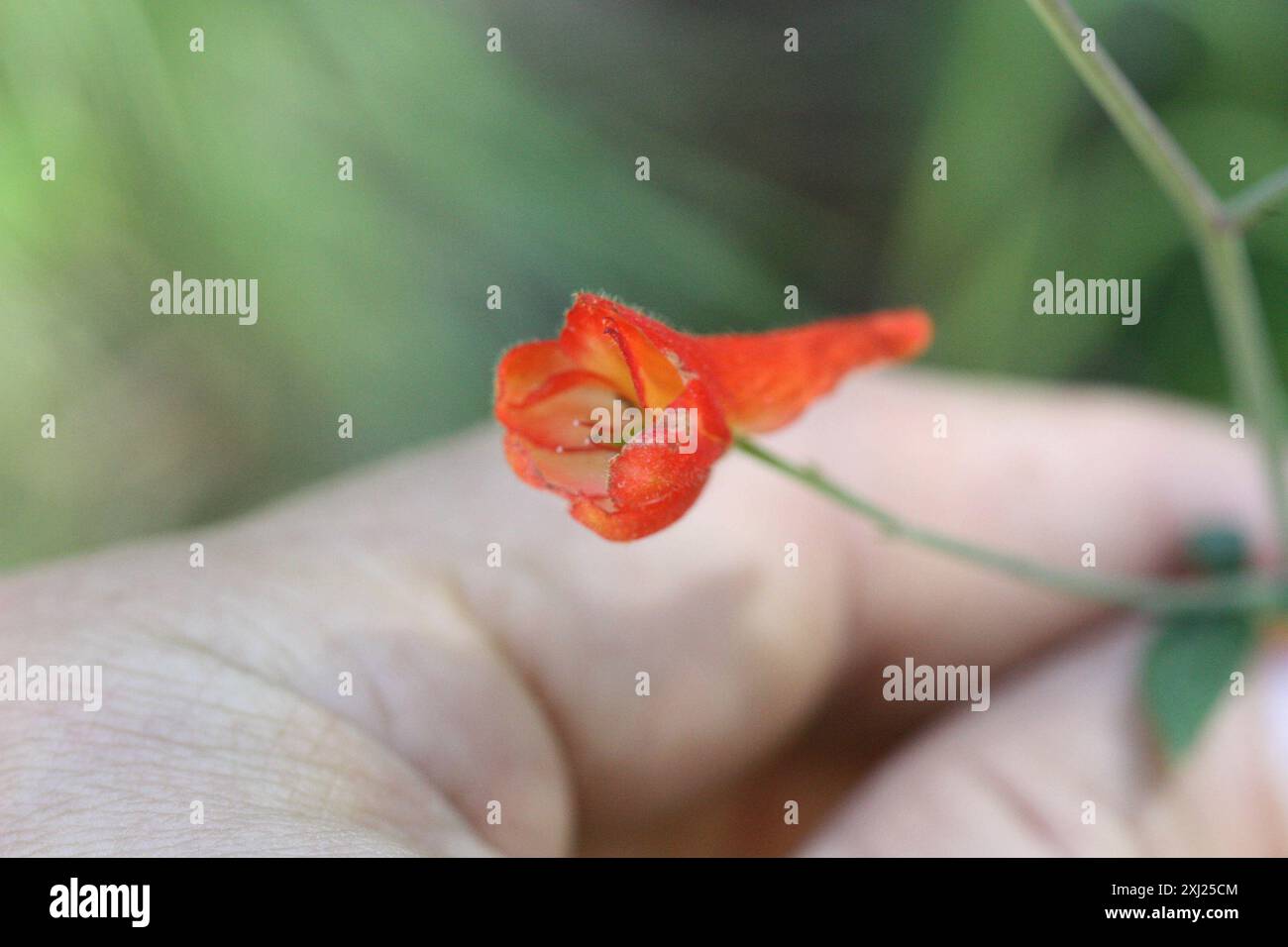 Red larkspur (Delphinium nudicaule) Plantae Stock Photo - Alamy