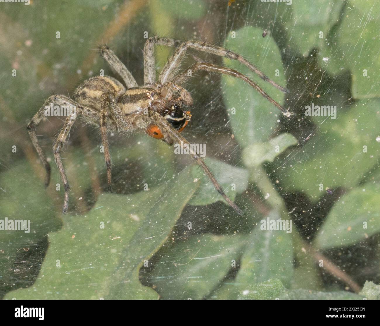 Grass Spiders (Agelenopsis) Arachnida Stock Photo - Alamy