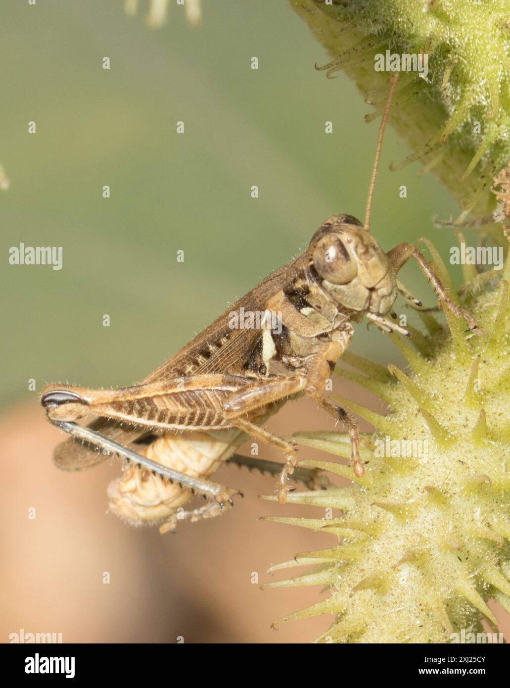 Devastating Grasshopper (Melanoplus devastator) Insecta Stock Photo - Alamy