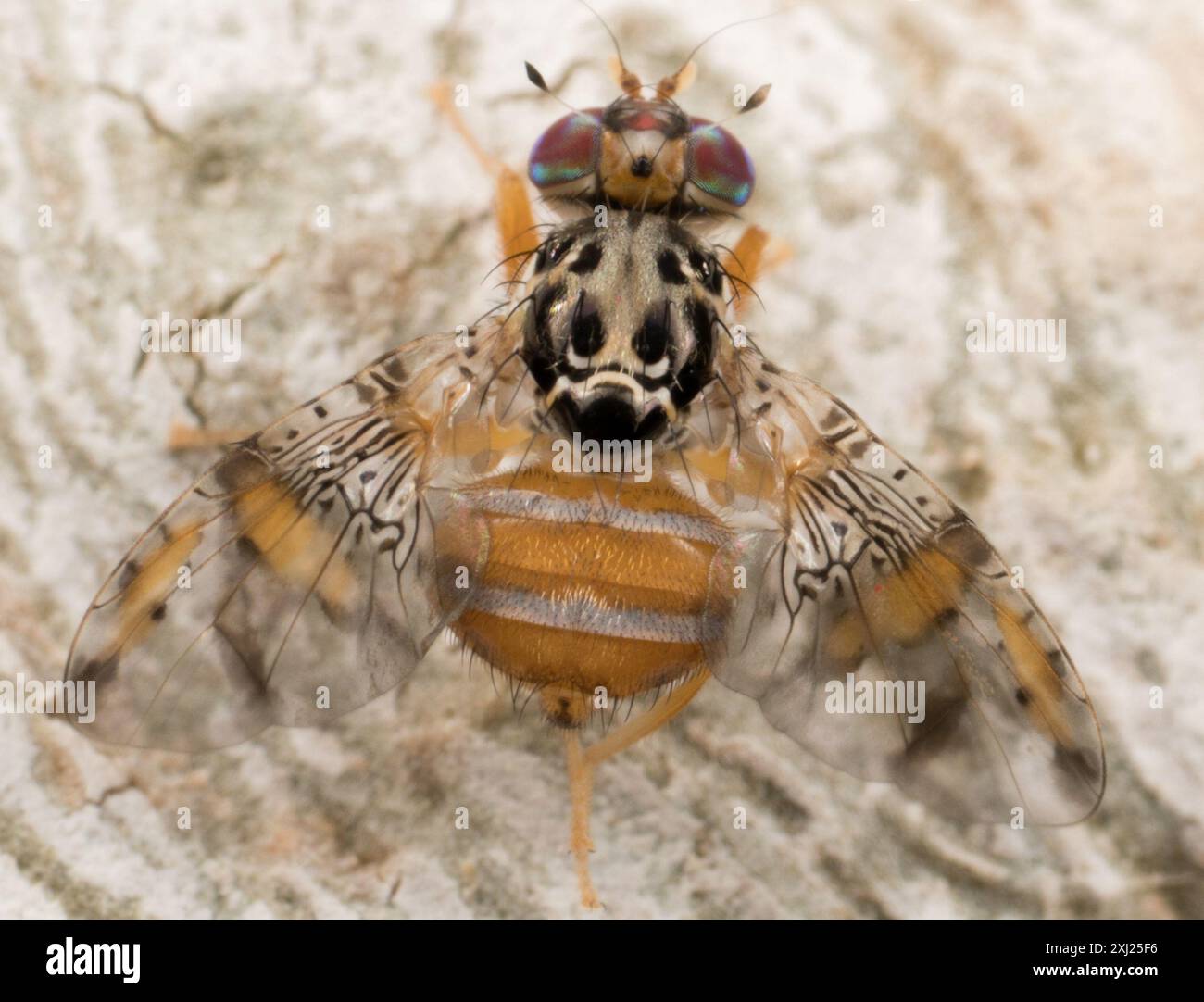 Mediterranean Fruit Fly (Ceratitis capitata) Insecta Stock Photo - Alamy
