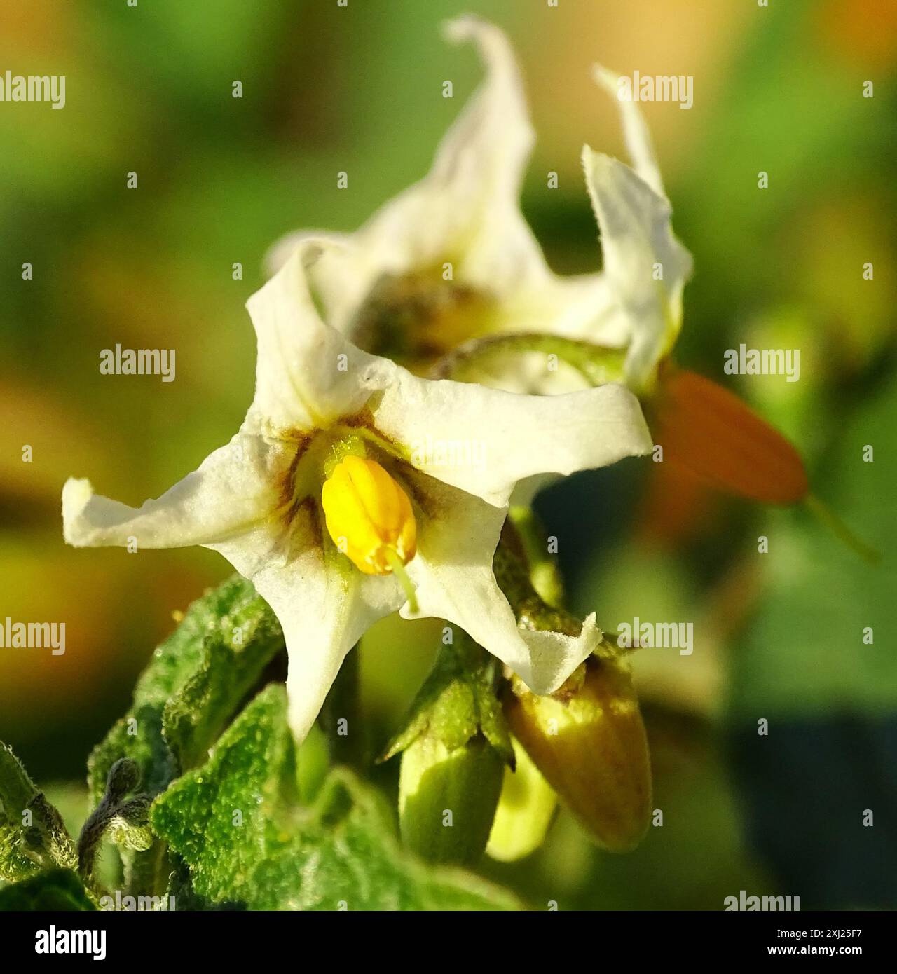 greenspot nightshade (Solanum douglasii) Plantae Stock Photo - Alamy