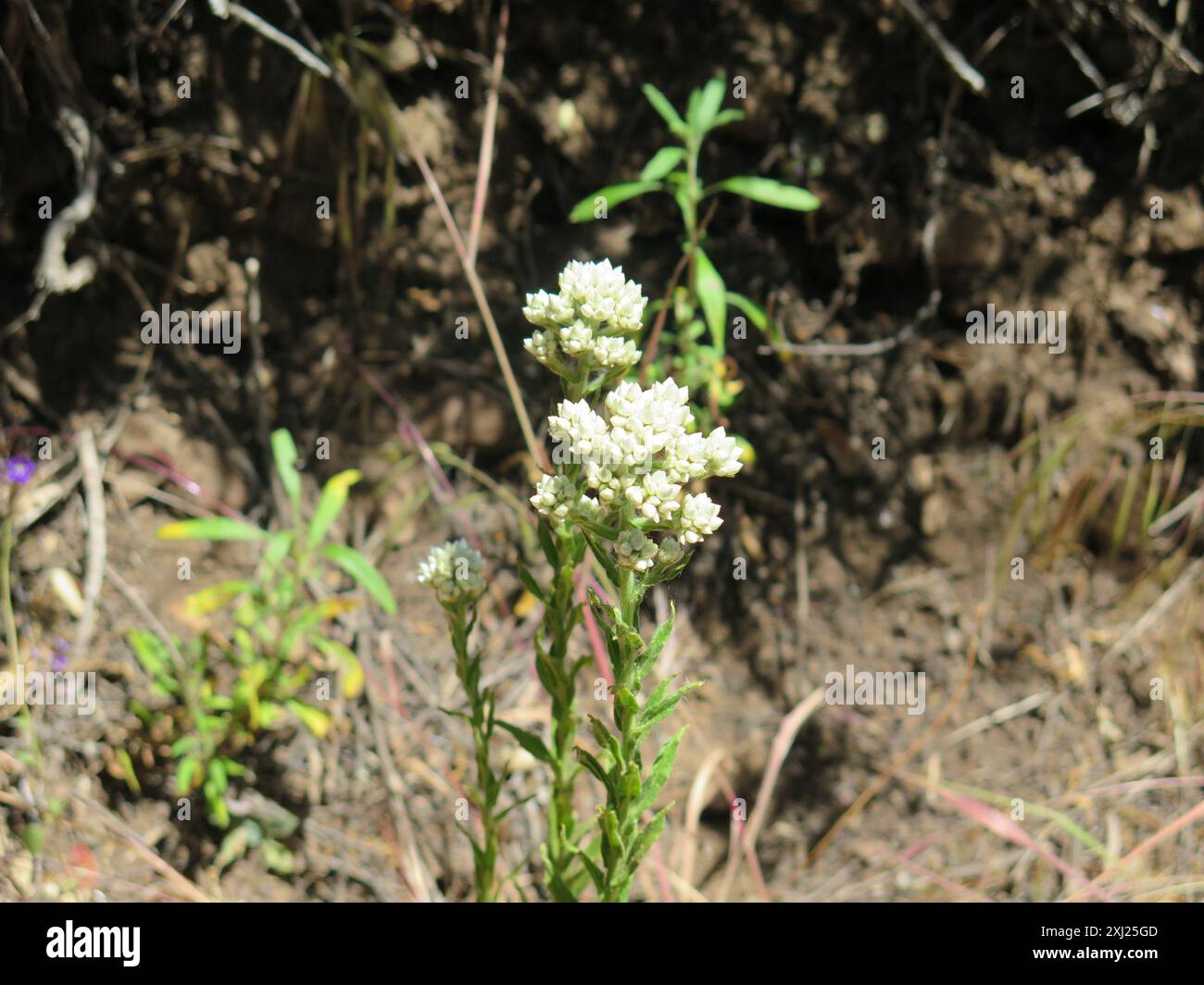 California cudweed (Pseudognaphalium californicum) Plantae Stock Photo ...