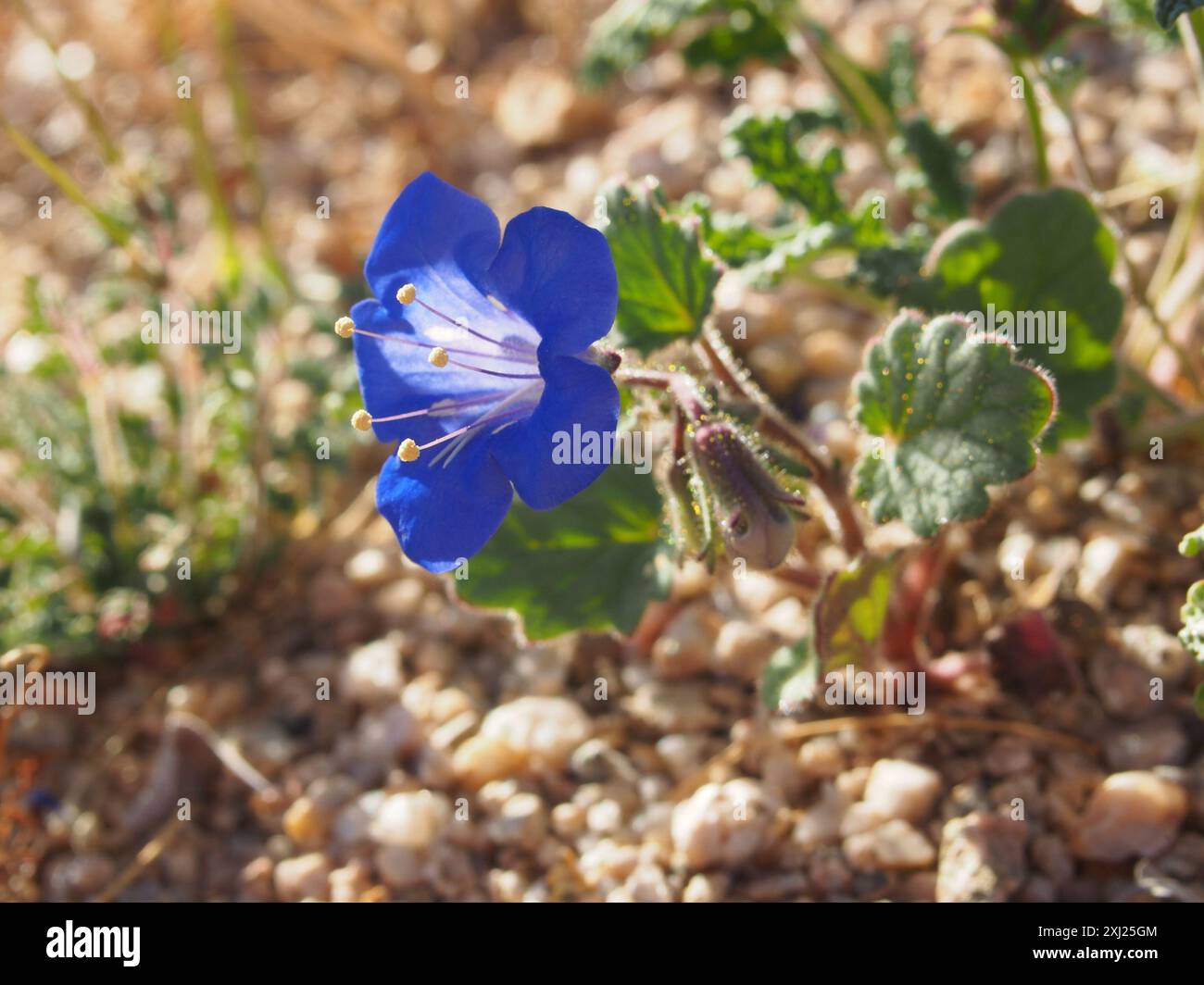 desert bluebells (Phacelia campanularia) Plantae Stock Photo - Alamy