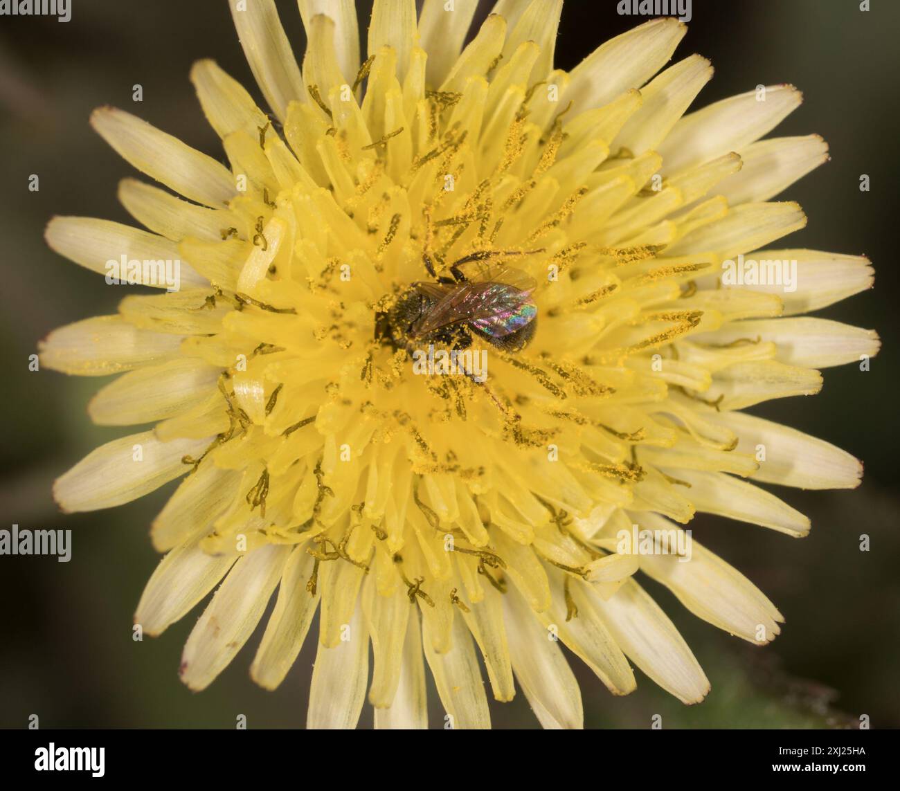Metallic Sweat Bees (Dialictus) Insecta Stock Photo - Alamy