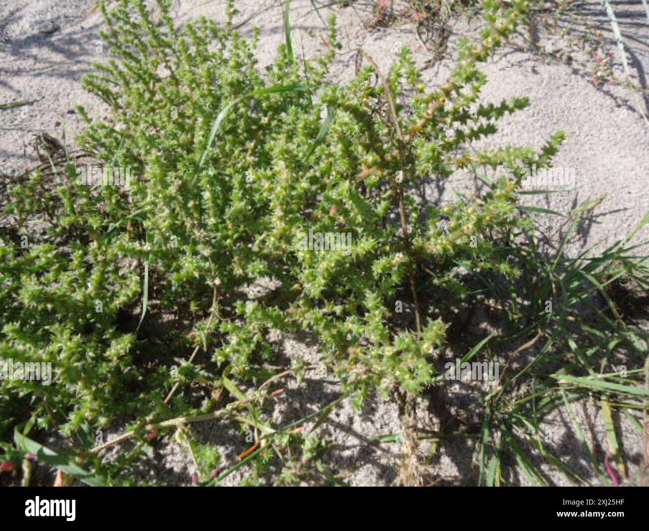 saltwort (Salsola kali) Plantae Stock Photo - Alamy