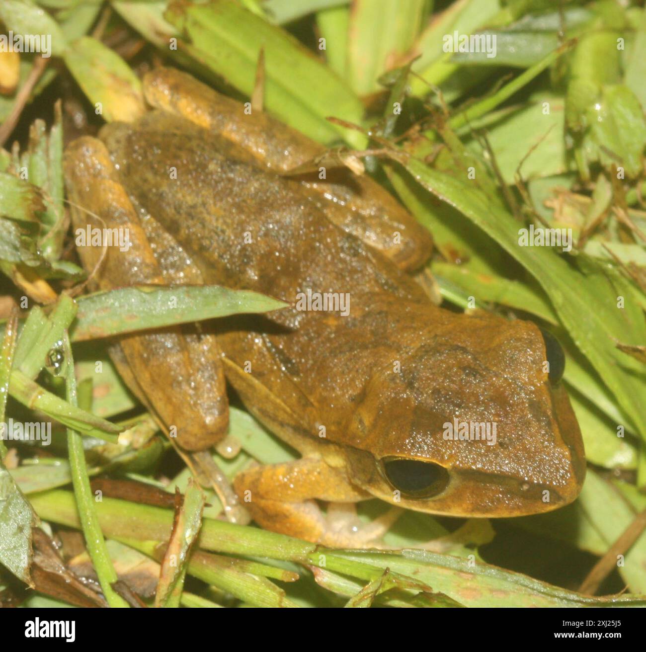 Spot-legged Tree Frog (Polypedates megacephalus) Amphibia Stock Photo ...