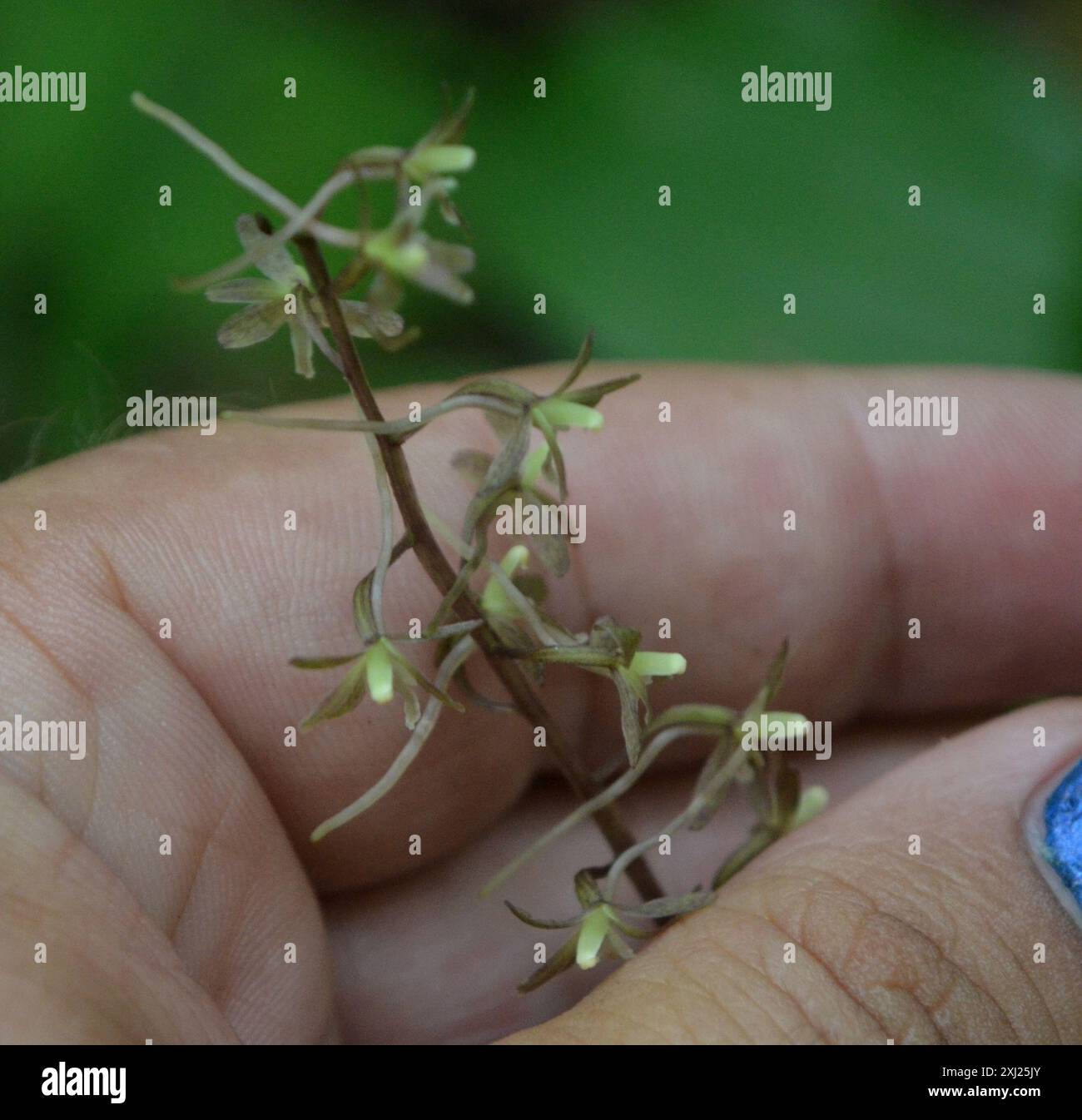 crane-fly orchid (Tipularia discolor) Plantae Stock Photo - Alamy