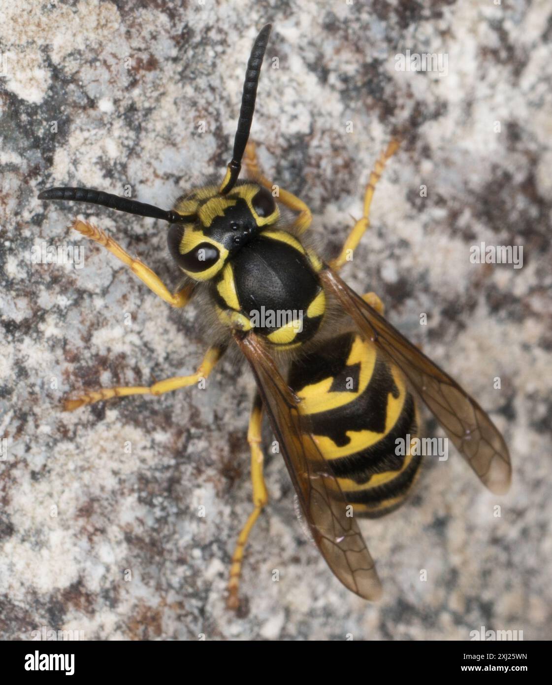Western Yellowjacket (Vespula pensylvanica) Insecta Stock Photo - Alamy
