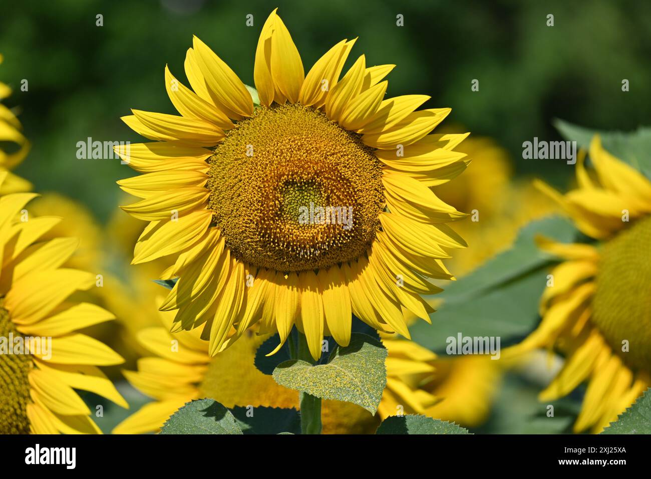 Beautiful yellow sunflower Stock Photo - Alamy