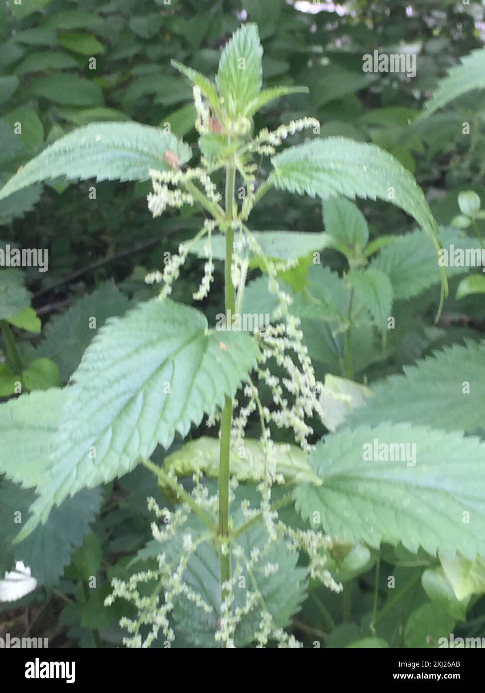 nettle family (Urticaceae) Plantae Stock Photo - Alamy