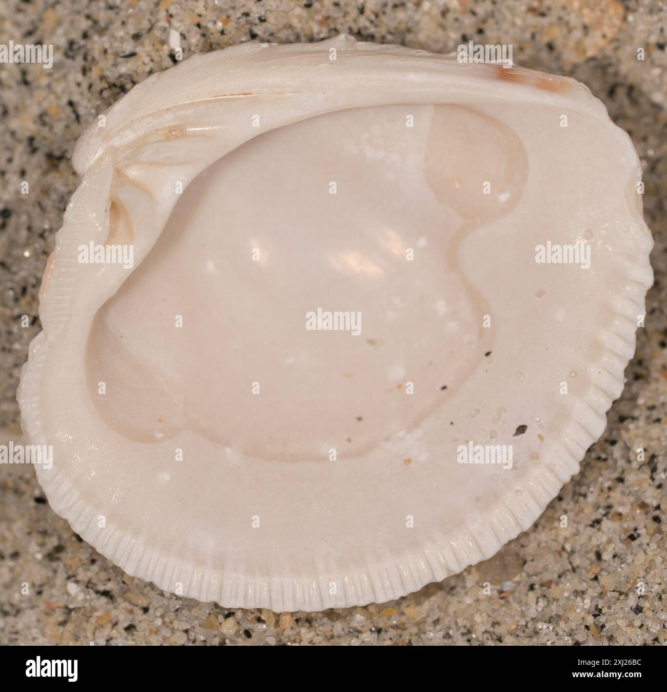 California Venus (Chione californiensis) Mollusca Stock Photo - Alamy