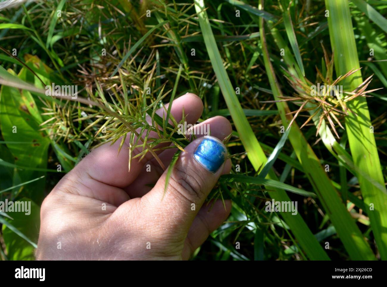 Three-way Sedge (Dulichium arundinaceum) Plantae Stock Photo - Alamy