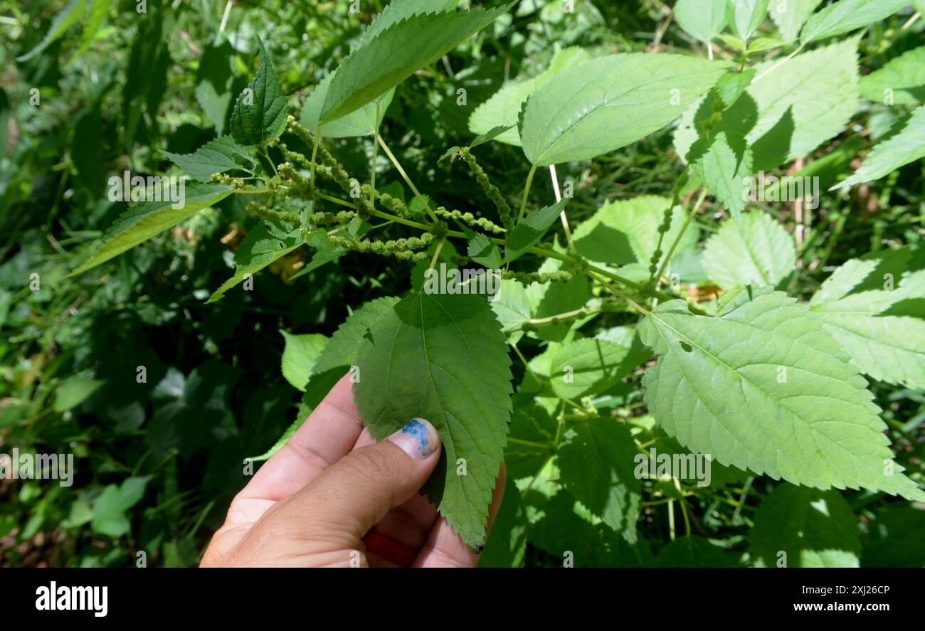 false nettle (Boehmeria cylindrica) Plantae Stock Photo - Alamy
