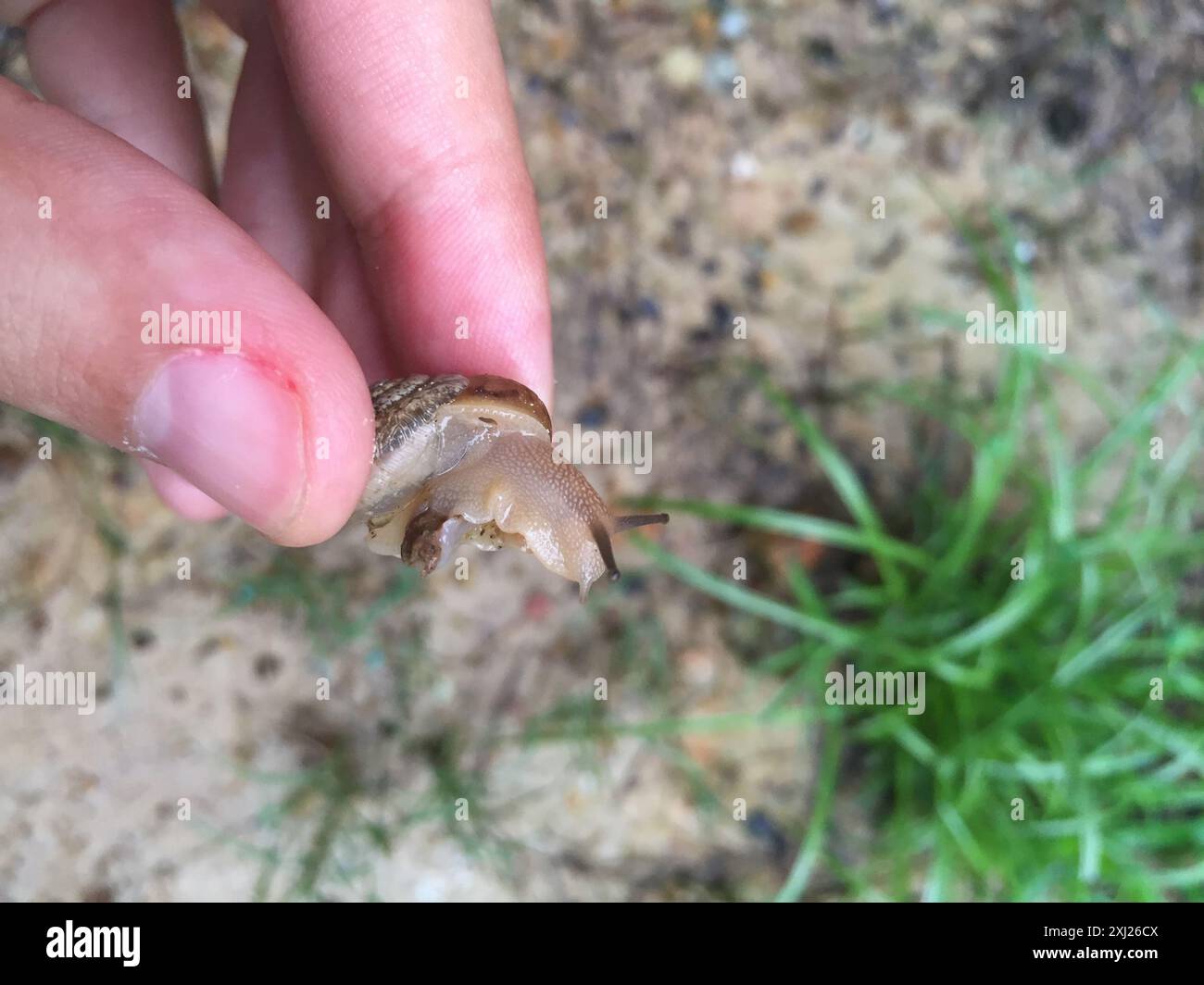 Common Land Snails and Slugs (Stylommatophora) Mollusca Stock Photo - Alamy