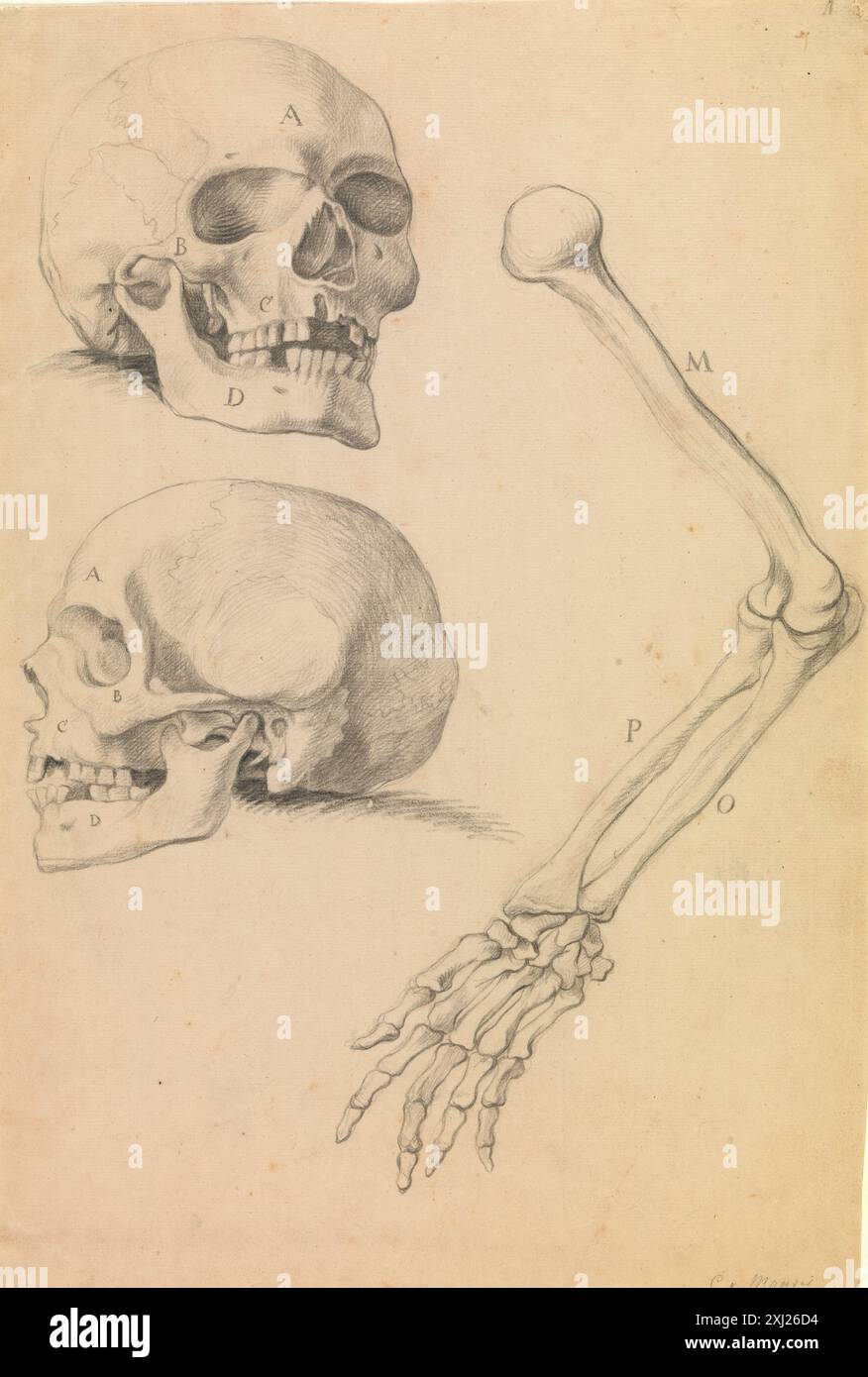 Two skulls and one arm. Mander III, Karel van 1607 - 1670 Drawing To ...