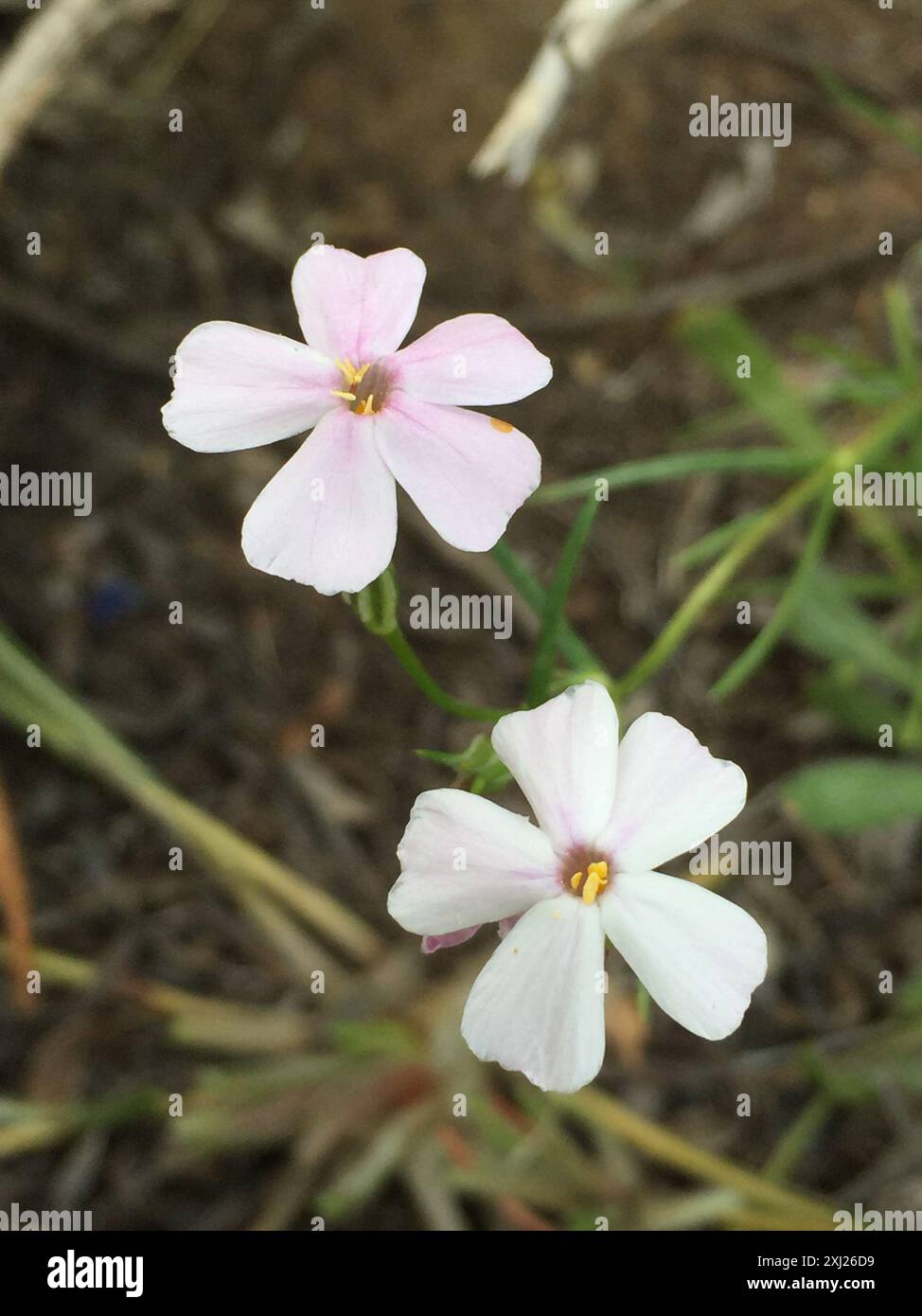 Longleaf Phlox (Phlox longifolia) Plantae Stock Photo - Alamy
