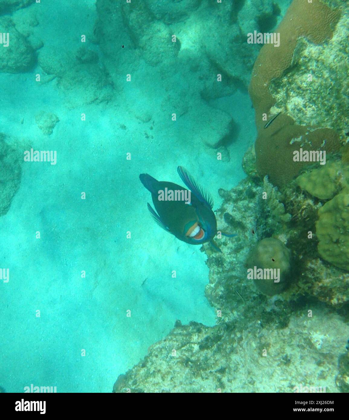 Queen Parrotfish (Scarus vetula) Actinopterygii Stock Photo - Alamy