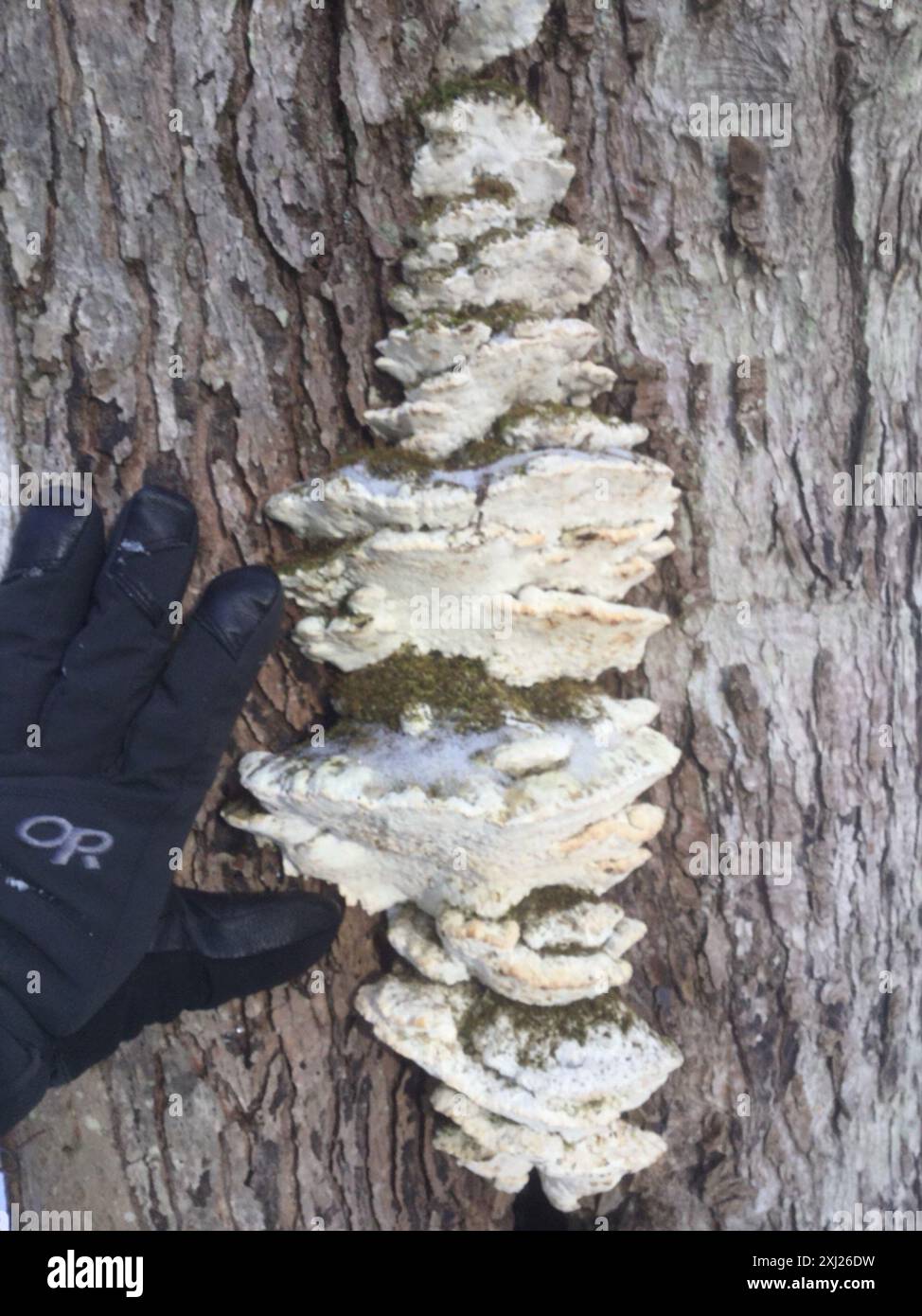 Poplar Bracket (Rigidoporus populinus) Fungi Stock Photo - Alamy
