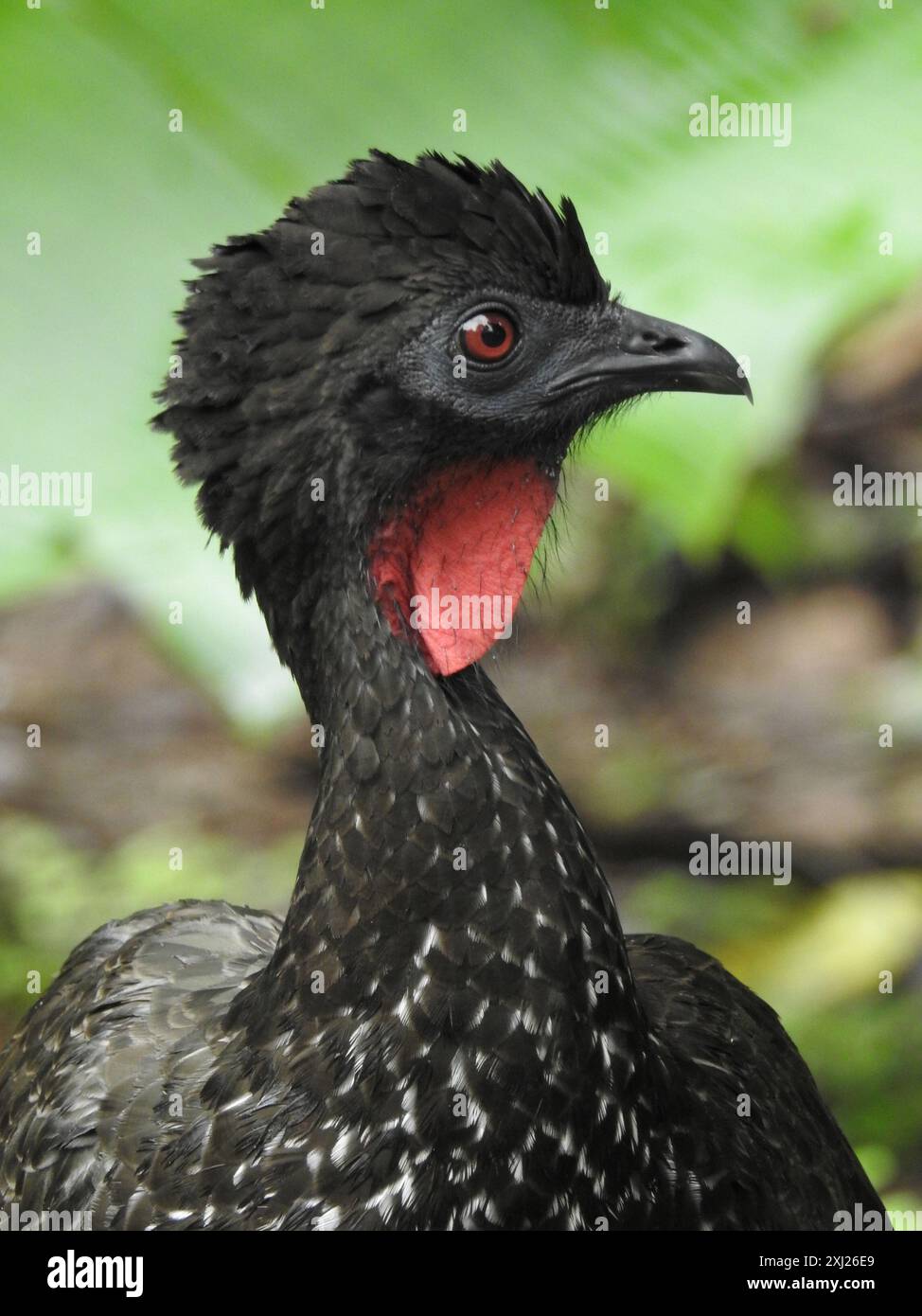 Crested Guan (Penelope purpurascens) Aves Stock Photo - Alamy