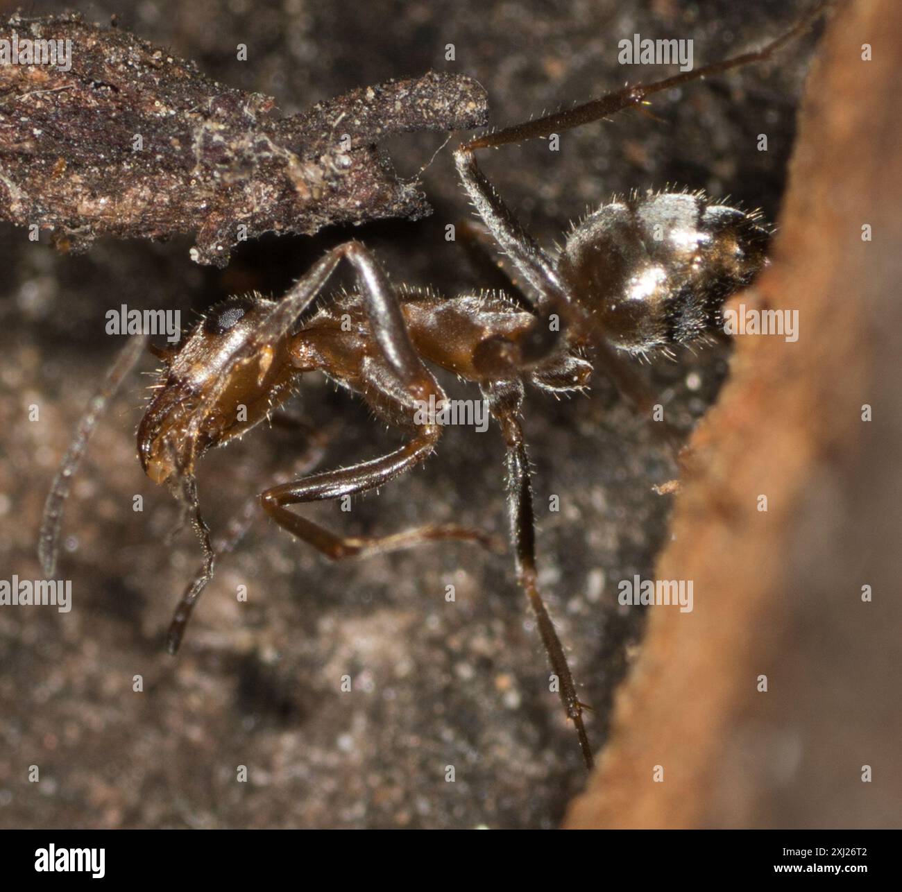fusca-group Field Ants and Allies (Formica fusca) Insecta Stock Photo ...