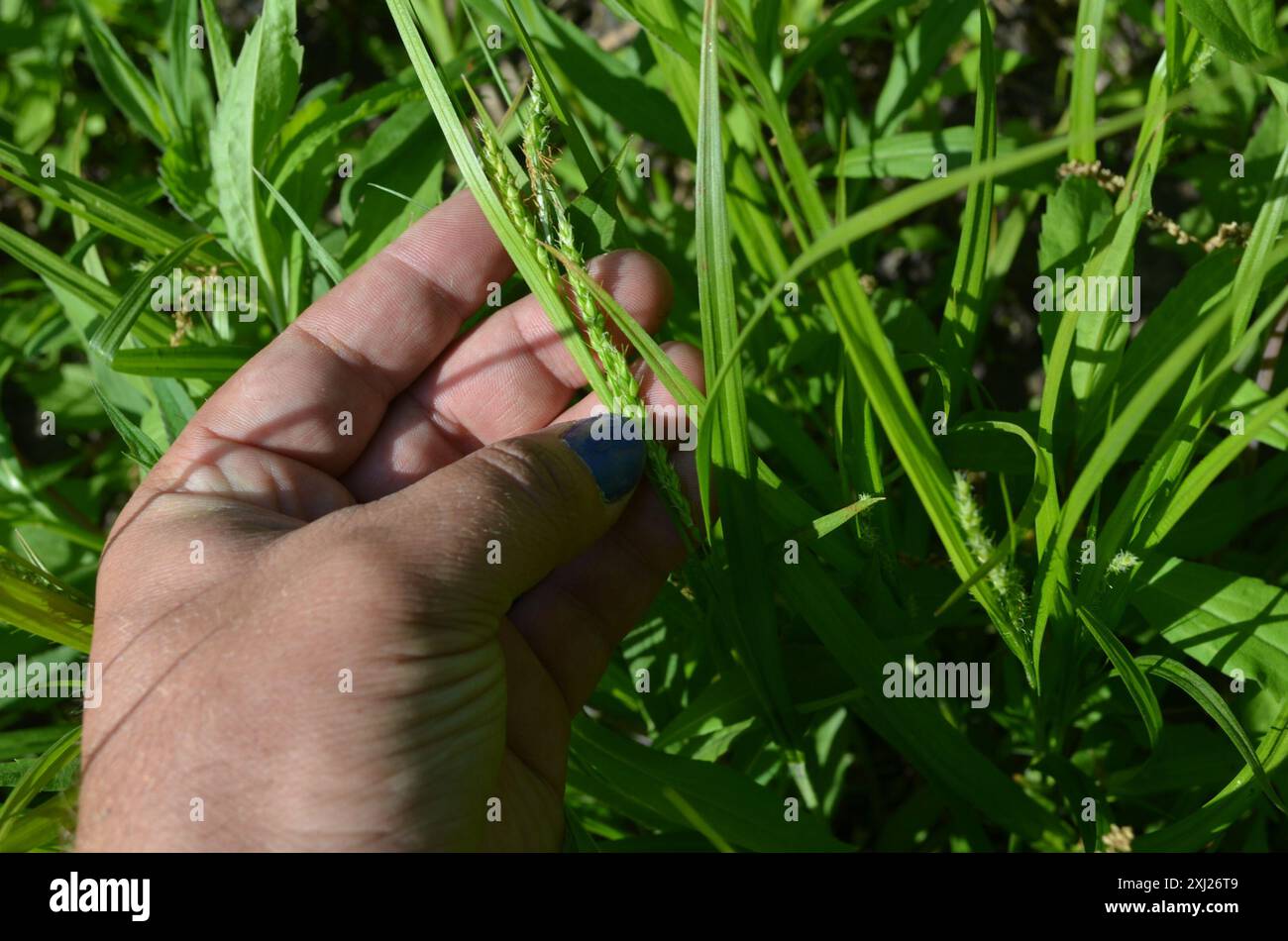 graceful sedge (Carex gracillima) Plantae Stock Photo - Alamy