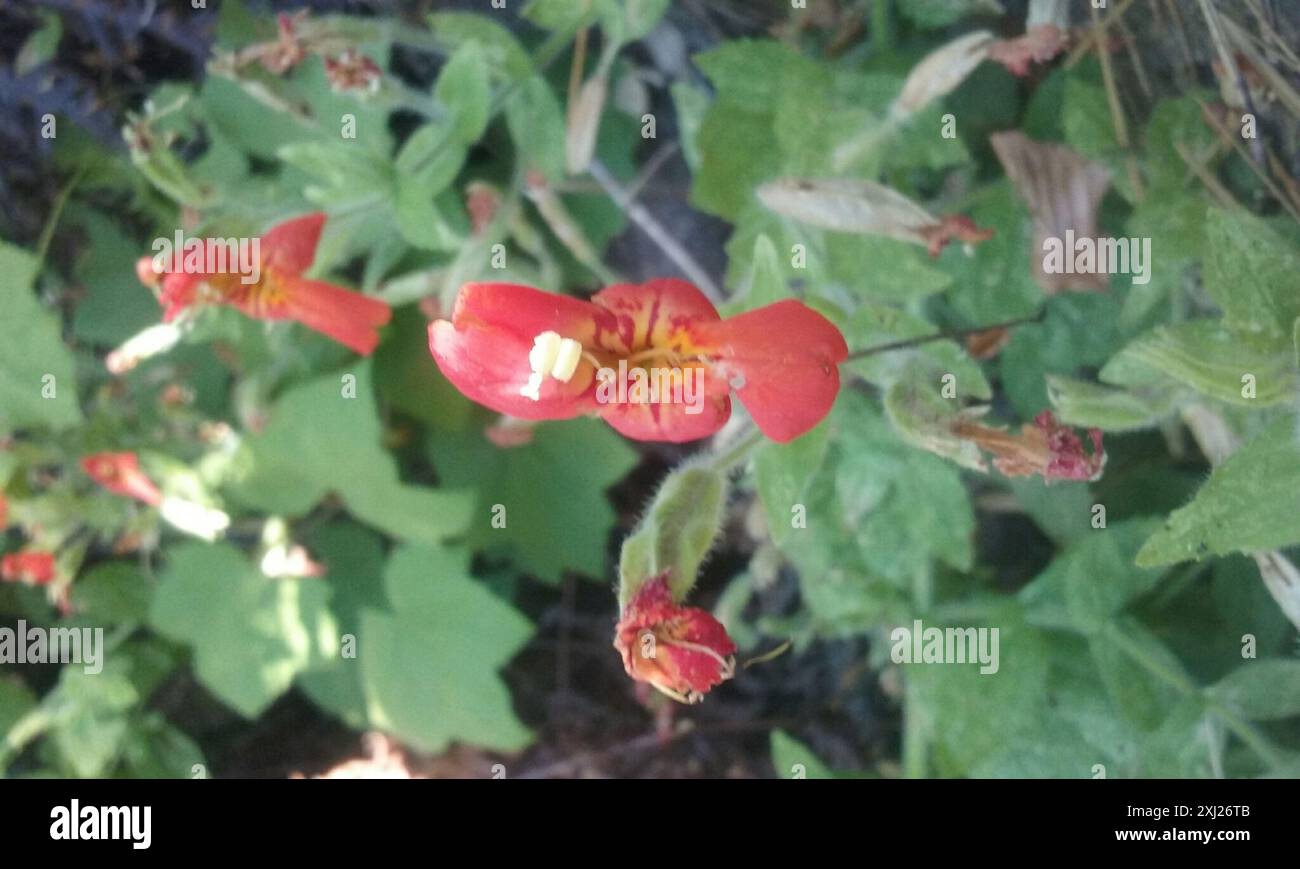 scarlet monkeyflower (Erythranthe cardinalis) Plantae Stock Photo - Alamy