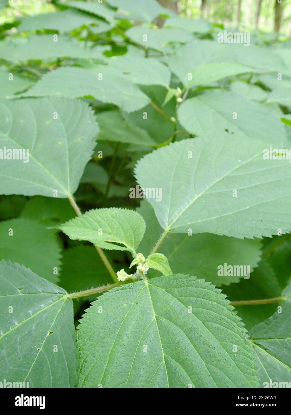 wood nettle (Laportea canadensis) Plantae Stock Photo - Alamy